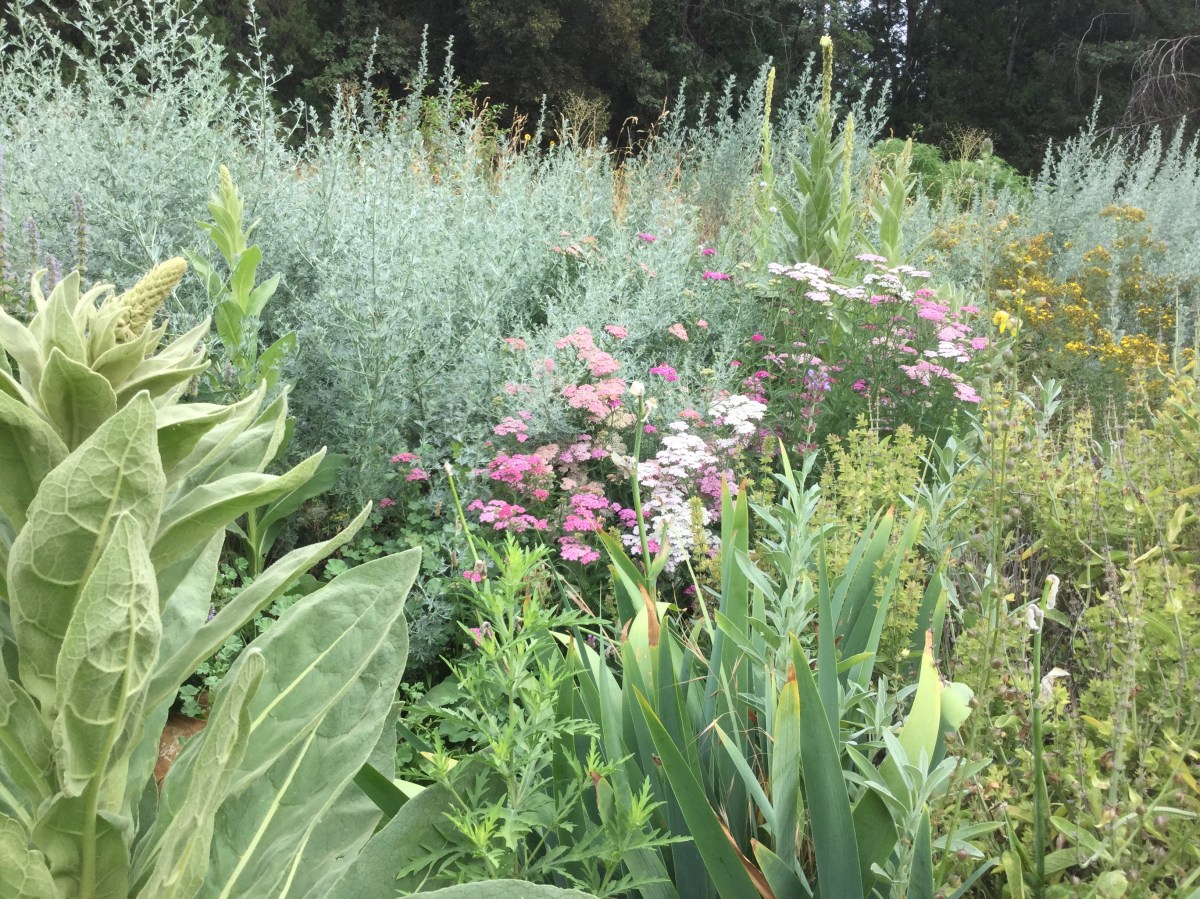 Natural Collaboration – Living in Nature's Wisdom